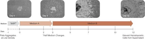 STEMdiff Hematopoietic kit | 製品情報 | ベリタス
